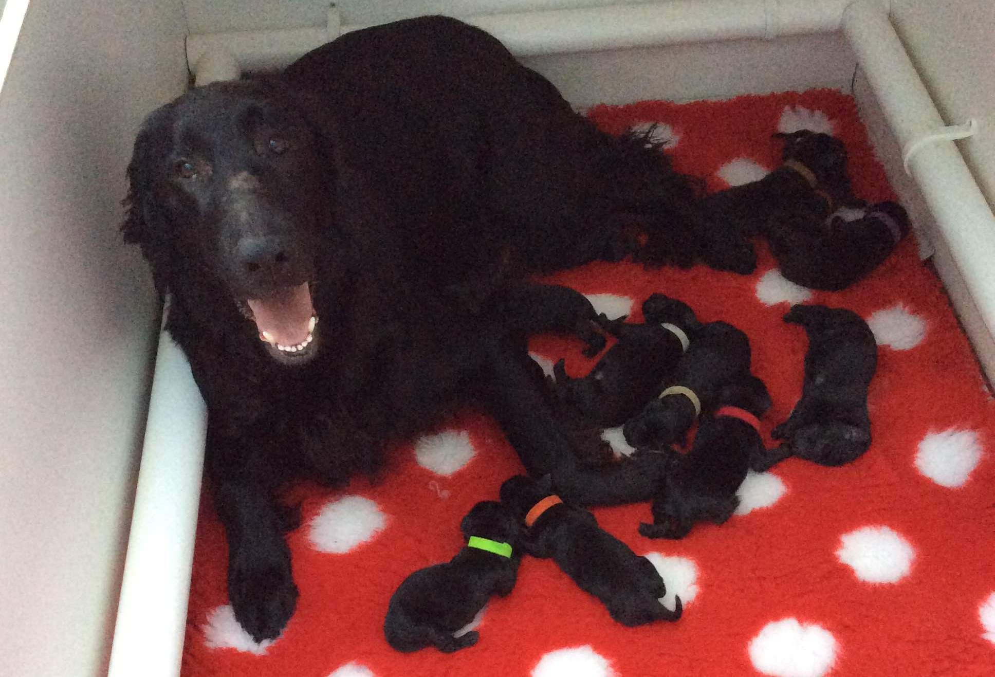 Vetbed® Original - Dog and cat bedding - Petlife