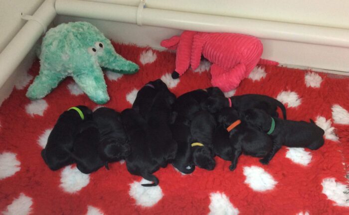 Vetbed® Original - Dog and cat bedding - Petlife