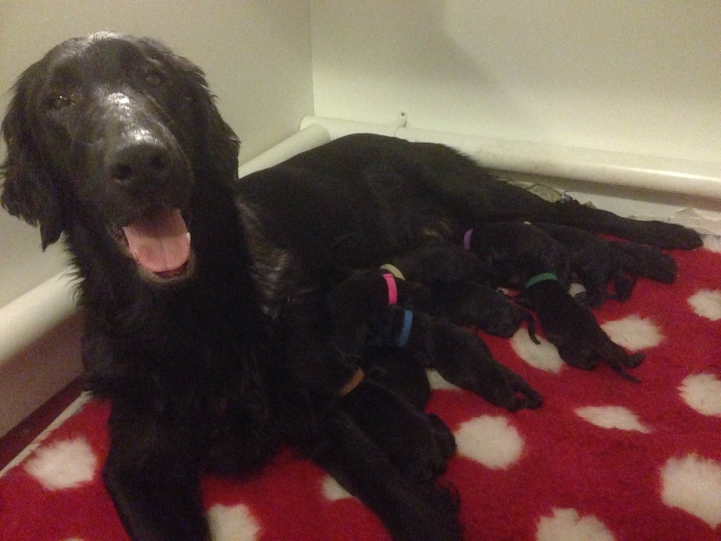 Vetbed® Original - Dog and cat bedding - Petlife